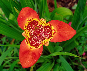 Flor de Corazón - Sweet Bloom Coffee